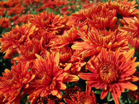 "Pink Mums" Images – Browse 54 Stock Photos, Vectors, and Video | Adobe ...