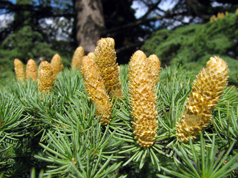 รูปภาพMicrostrobilus – เลือกดูภาพถ่ายสต็อก เวกเตอร์ และวิดีโอ208 ...