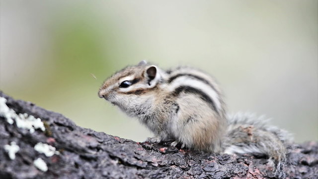 Chipmunks Imagens – Procure 70,046 fotos, vetores e vídeos | Adobe Stock