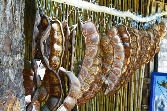 Entada Images – Browse 31 Stock Photos, Vectors, and Video | Adobe Stock