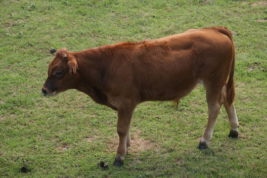 Mugir Images – Browse 61 Stock Photos, Vectors, and Video | Adobe Stock