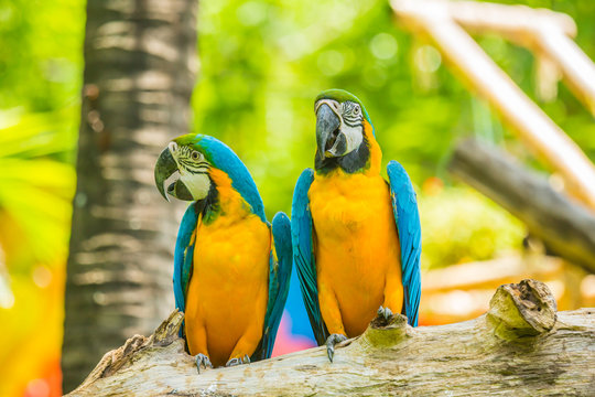 รูปภาพParot – เลือกดูภาพถ่ายสต็อก เวกเตอร์ และวิดีโอ553 | Adobe Stock