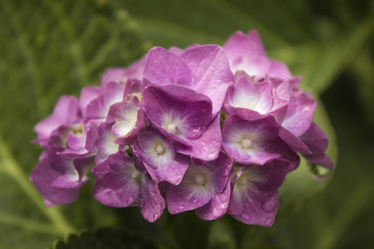 Lilla Bilder – Durchsuchen 6,118 Archivfotos, Vektorgrafiken und Videos ...