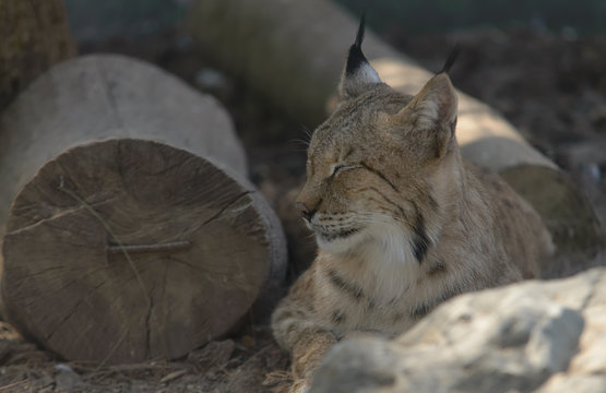 Linces Images – Browse 28 Stock Photos, Vectors, and Video | Adobe Stock