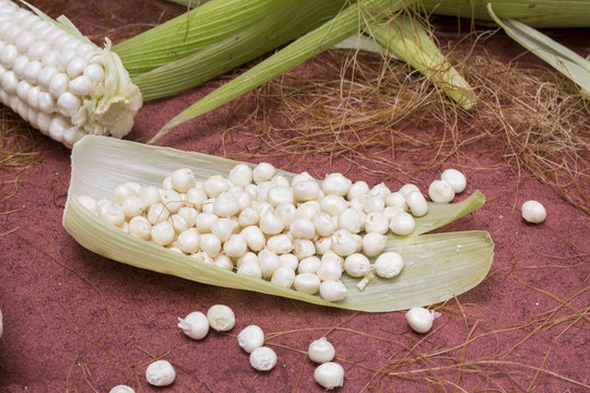 「Olote」の写真素材 | 19件の無料イラスト画像 | Adobe Stock