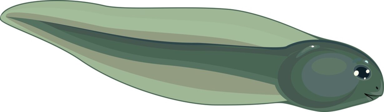 รูปภาพTadpole – เลือกดูภาพถ่ายสต็อก เวกเตอร์ และวิดีโอ11,967 | Adobe Stock