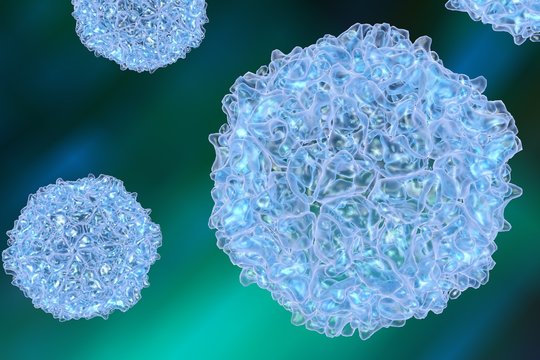 Poliovirus Images – Browse 743 Stock Photos, Vectors, and Video | Adobe ...