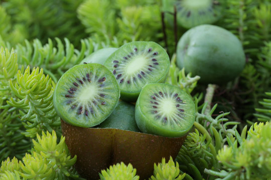 Kiwibeeren Images – Browse 62 Stock Photos, Vectors, and Video | Adobe ...