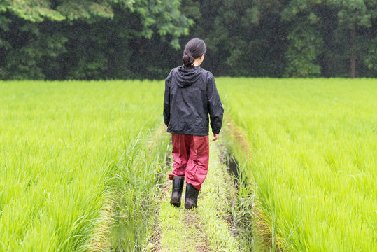 稲作 Images – Browse 32,417 Stock Photos, Vectors, and Video | Adobe Stock