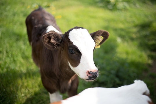 Kälbchen-Bilder: Stock-Fotos & -Videos. | Adobe Stock