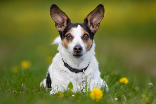 Are Danishswedish Farmdog The Most Intelligent Dogs