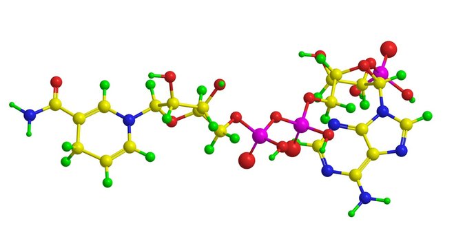 Nadph Molecule