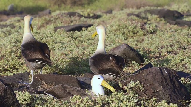 Albatross Images – Browse 29,287 Stock Photos, Vectors, and Video ...