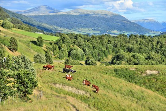 รูปภาพOppland – เลือกดูภาพถ่ายสต็อก เวกเตอร์ และวิดีโอ2,881 | Adobe Stock