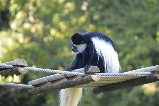 Colobe Bilder – Durchsuchen 191 Archivfotos, Vektorgrafiken und Videos ...
