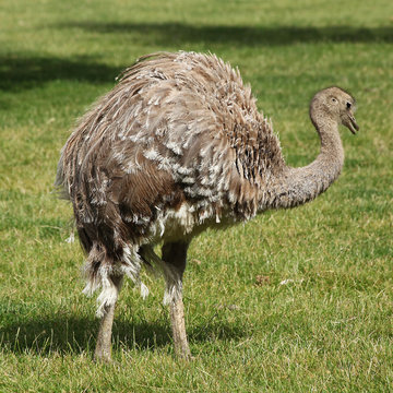 Emeu Images – Browse 22,512 Stock Photos, Vectors, and Video | Adobe Stock