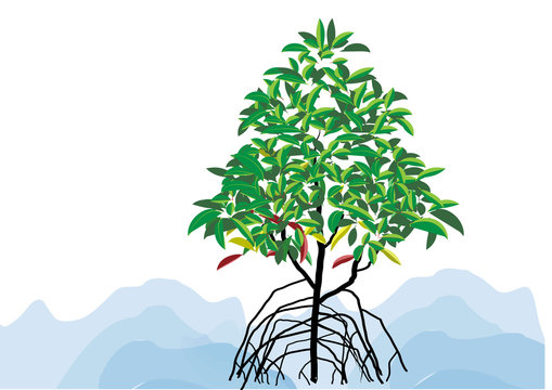 Bakawan Tree Drawing