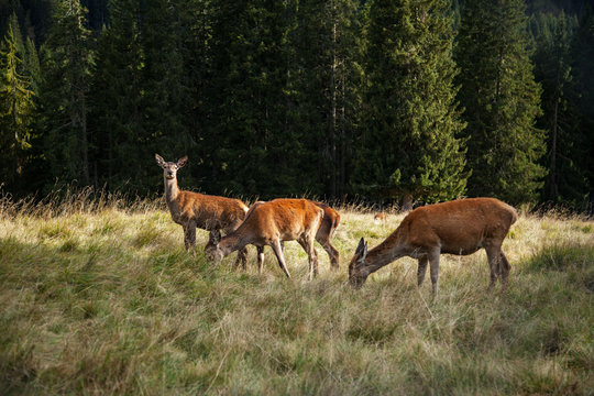 Cervi 이미지 – 찾아보기 858 스톡 사진, 벡터 및 비디오 | Adobe Stock