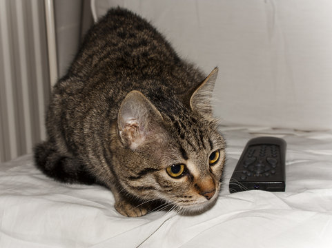 "Focused Cat" Images – Browse 34 Stock Photos, Vectors, and Video ...