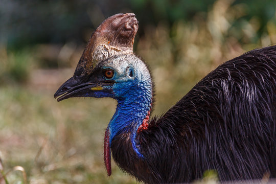 Casuario Bilder – Durchsuchen 57 Archivfotos, Vektorgrafiken und Videos ...