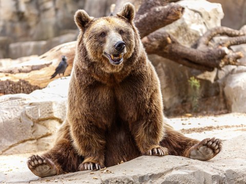 Free Bear Images – Browse 6,150 Free Stock Photos, Vectors, and Video ...