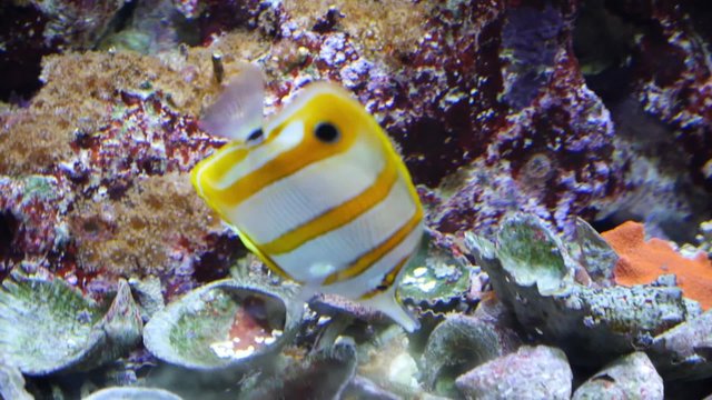 Ocico Bilder – Durchsuchen 66 Archivfotos, Vektorgrafiken und Videos ...