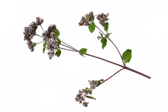 รูปภาพpennyroyal เลือกดูภาพถ่ายสต็อก เวกเตอร์ และวิดีโอ647 Adobe Stock