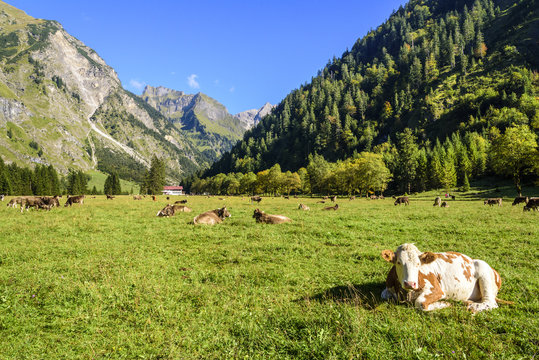 รูปภาพTrogtal – เลือกดูภาพถ่ายสต็อก เวกเตอร์ และวิดีโอ93 | Adobe Stock