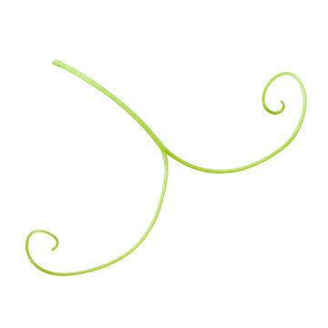 รูปภาพTendril – เลือกดูภาพถ่ายสต็อก เวกเตอร์ และวิดีโอ51,108 | Adobe Stock