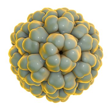 Bromovirus Images – Browse 10 Stock Photos, Vectors, and Video | Adobe ...