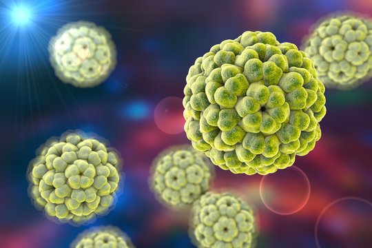 Bromovirus Images – Browse 10 Stock Photos, Vectors, and Video | Adobe ...