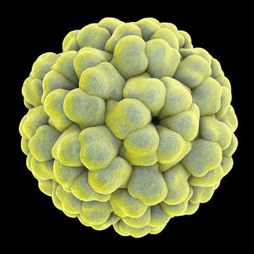 Bromovirus Images – Browse 10 Stock Photos, Vectors, and Video | Adobe ...