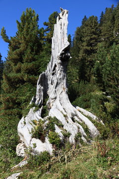 รูปภาพZirbenbaum – เลือกดูภาพถ่ายสต็อก เวกเตอร์ และวิดีโอ13 | Adobe Stock