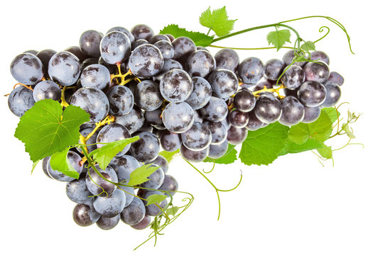 Pampres-Bilder: Stock-Fotos & -Videos. | Adobe Stock