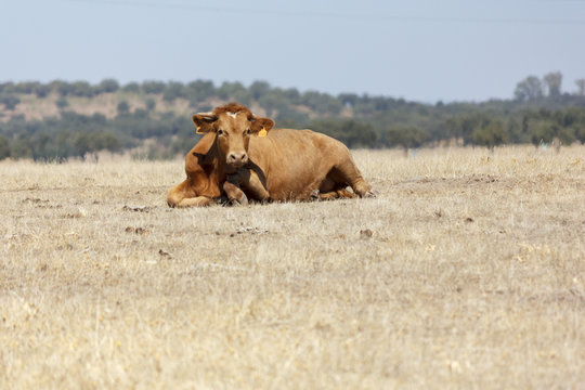 Ocico Images – Browse 79 Stock Photos, Vectors, and Video | Adobe Stock