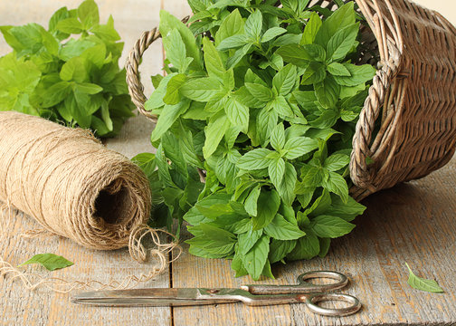 Mentheae Bilder – Durchsuchen 278 Archivfotos, Vektorgrafiken und ...