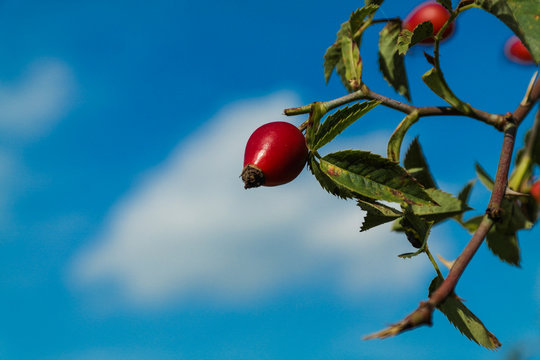 Obrázky Hiffen – procházejte fotografie, vektory a videa 326 | Adobe Stock