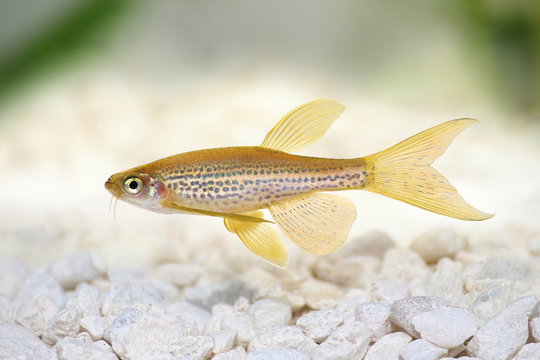 รูปภาพZebrafish – เลือกดูภาพถ่ายสต็อก เวกเตอร์ และวิดีโอ1,500 | Adobe Stock
