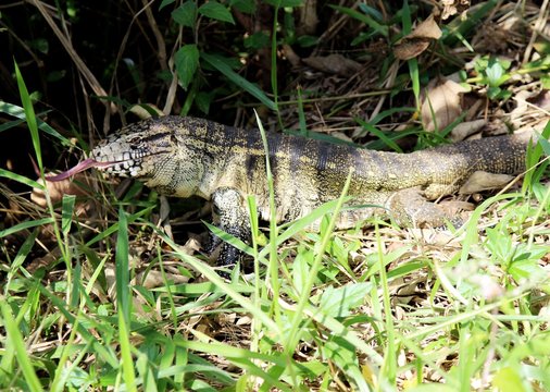 รูปภาพTeju – เลือกดูภาพถ่ายสต็อก เวกเตอร์ และวิดีโอ322 | Adobe Stock