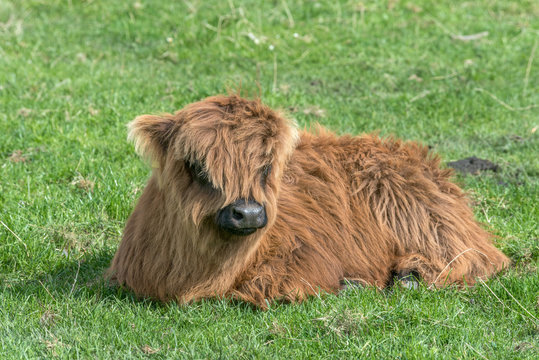 รูปภาพBullen – เลือกดูภาพถ่ายสต็อก เวกเตอร์ และวิดีโอ883 | Adobe Stock