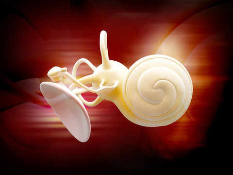 Cochlea Images – Browse 15,660 Stock Photos, Vectors, and Video | Adobe ...