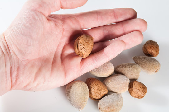 DIE 227 BESTEN BILDER, STOCK-FOTOS UND -VEKTORGRAFIKEN ZU „Mandelkern ...