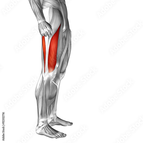 "Conceptual 3D human front upper leg muscle anatomy" Stock photo and ...