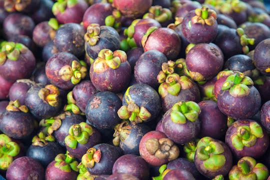 Mangustin Images – Browse 36 Stock Photos, Vectors, and Video | Adobe Stock