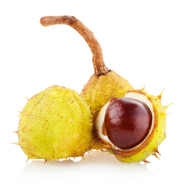 Chessnuts Images – Browse 43 Stock Photos, Vectors, and Video | Adobe Stock