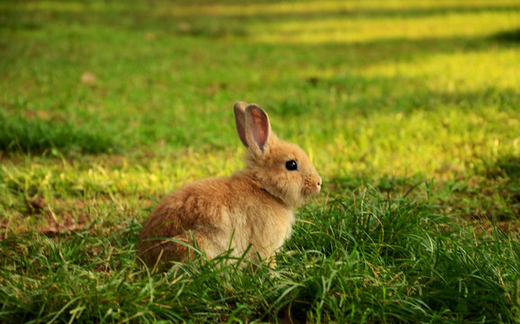 Zwerghasen Bilder – Durchsuchen 1,085 Archivfotos, Vektorgrafiken und ...