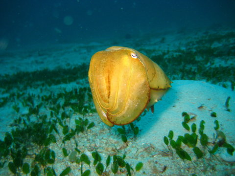 Sepien bilder – Bläddra bland 217 stockfoton, vektorer och videor ...