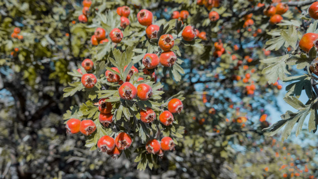 "Sweet Briar" Images – Browse 338 Stock Photos, Vectors, and Video ...