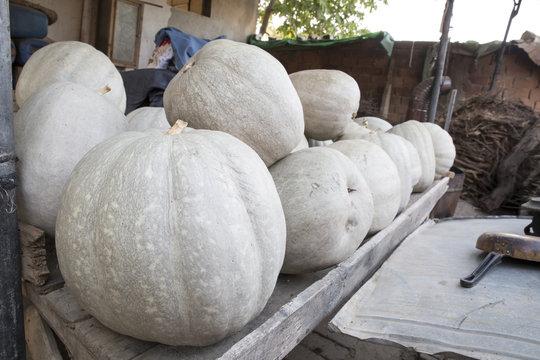 Plantasyon photos, royalty-free images, graphics, vectors & videos ...