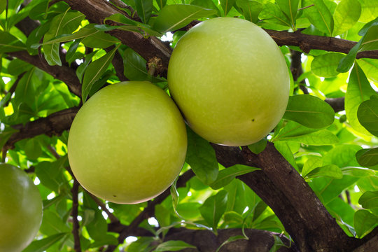 Totuma bilder – Bläddra bland 39 stockfoton, vektorer och videor ...